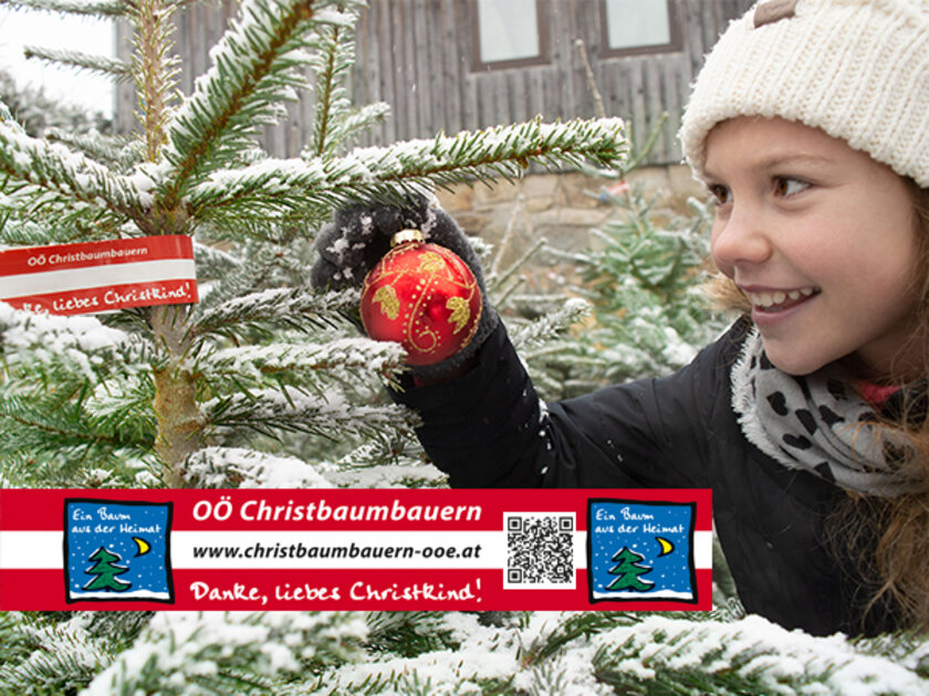 Ein Christbaum aus Oberösterreich | ÖAMTC